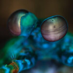 All Latest | The Quietus